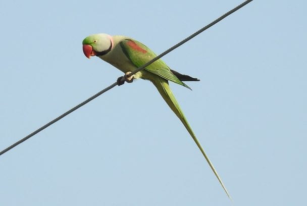 Alexandrine Parakeet Care Sheet - Birds Coo