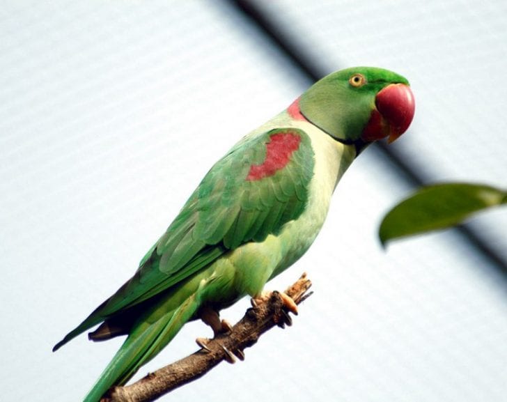 Alexandrine Parakeet Care Sheet - Birds Coo