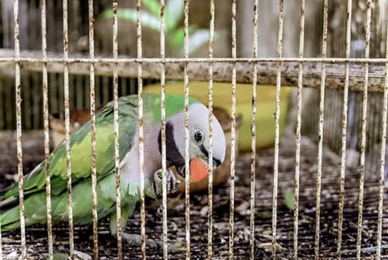 Derbyan Parakeet Care Sheet - Birds Coo