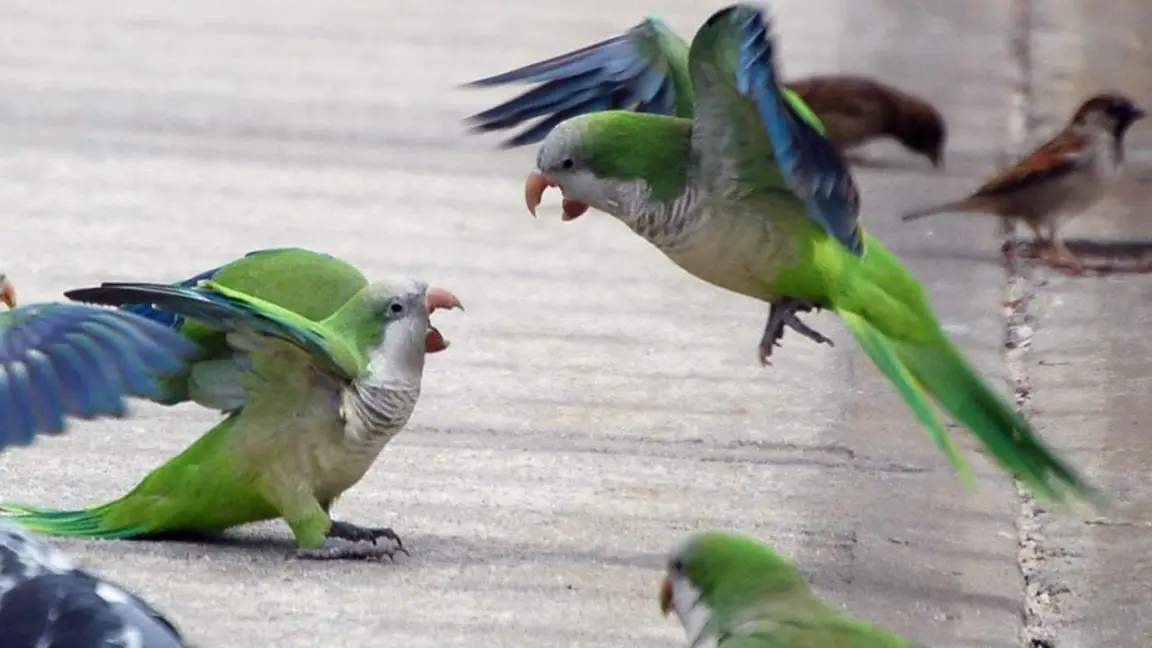 Alexandrine Parakeet Care Sheet - Birds Coo