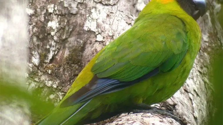 Derbyan Parakeet Care Sheet - Birds Coo