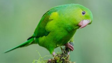 Alexandrine Parakeet Care Sheet - Birds Coo