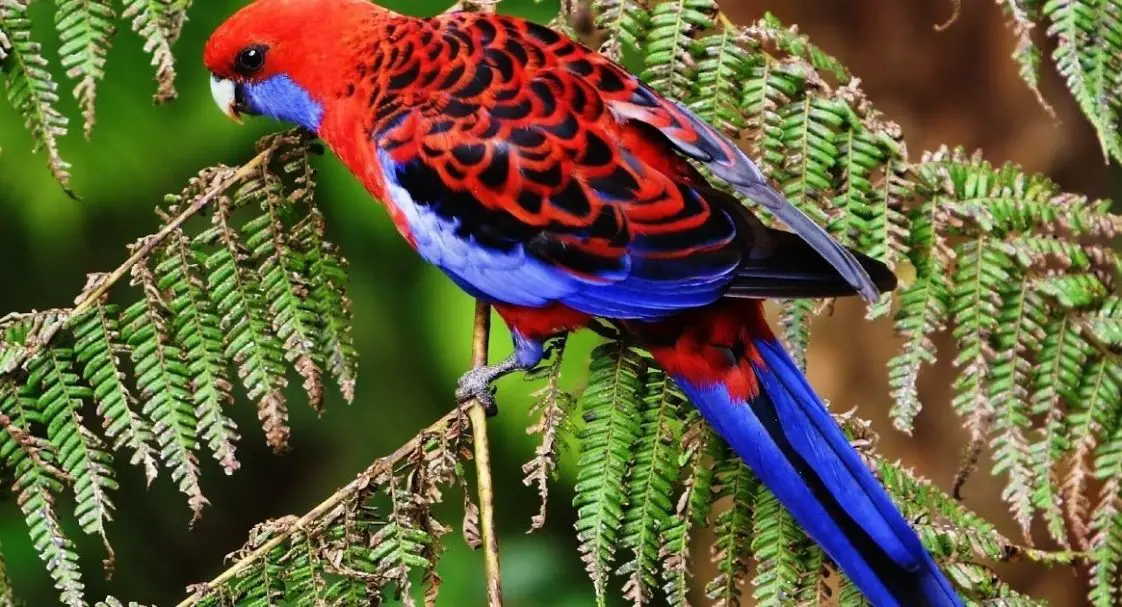 Crimson Rosella Care Sheet - Birds Coo