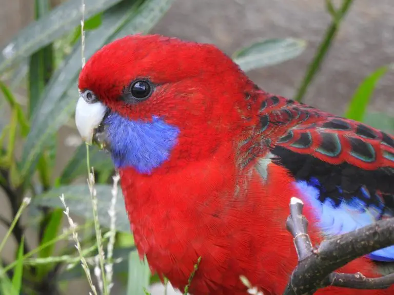 Crimson Rosella Care Sheet - Birds Coo