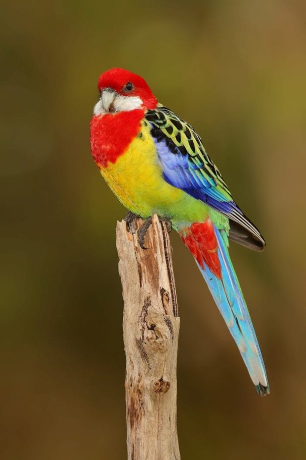 Eastern Rosella Care Sheet - Birds Coo