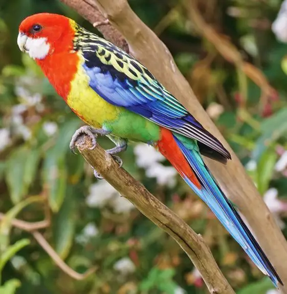 Eastern Rosella Care Sheet - Birds Coo