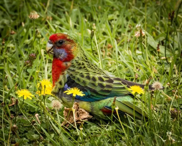 Eastern Rosella Care Sheet - Birds Coo
