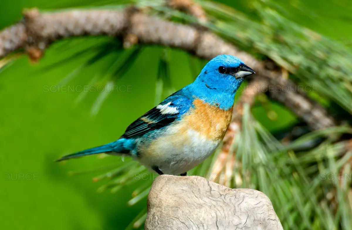 Lazuli Bunting Care Sheet - Birds Coo