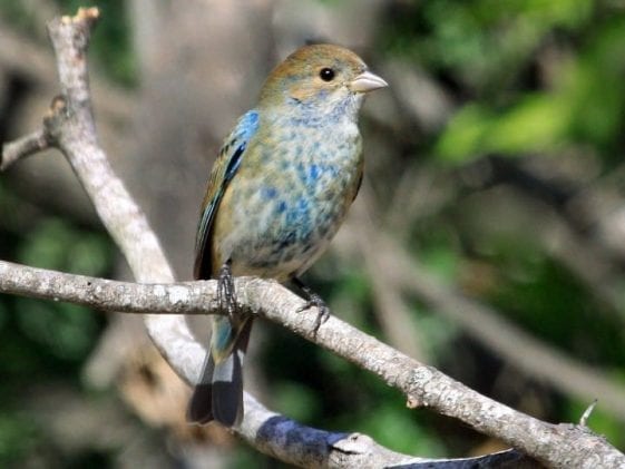Indigo Bunting Care Sheet - Birds Coo