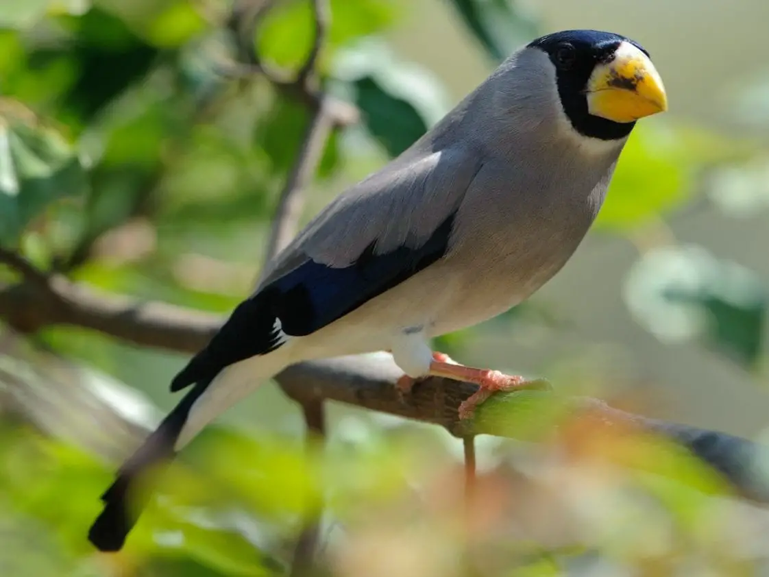 Japanese Grosbeak Care Sheet - Birds Coo