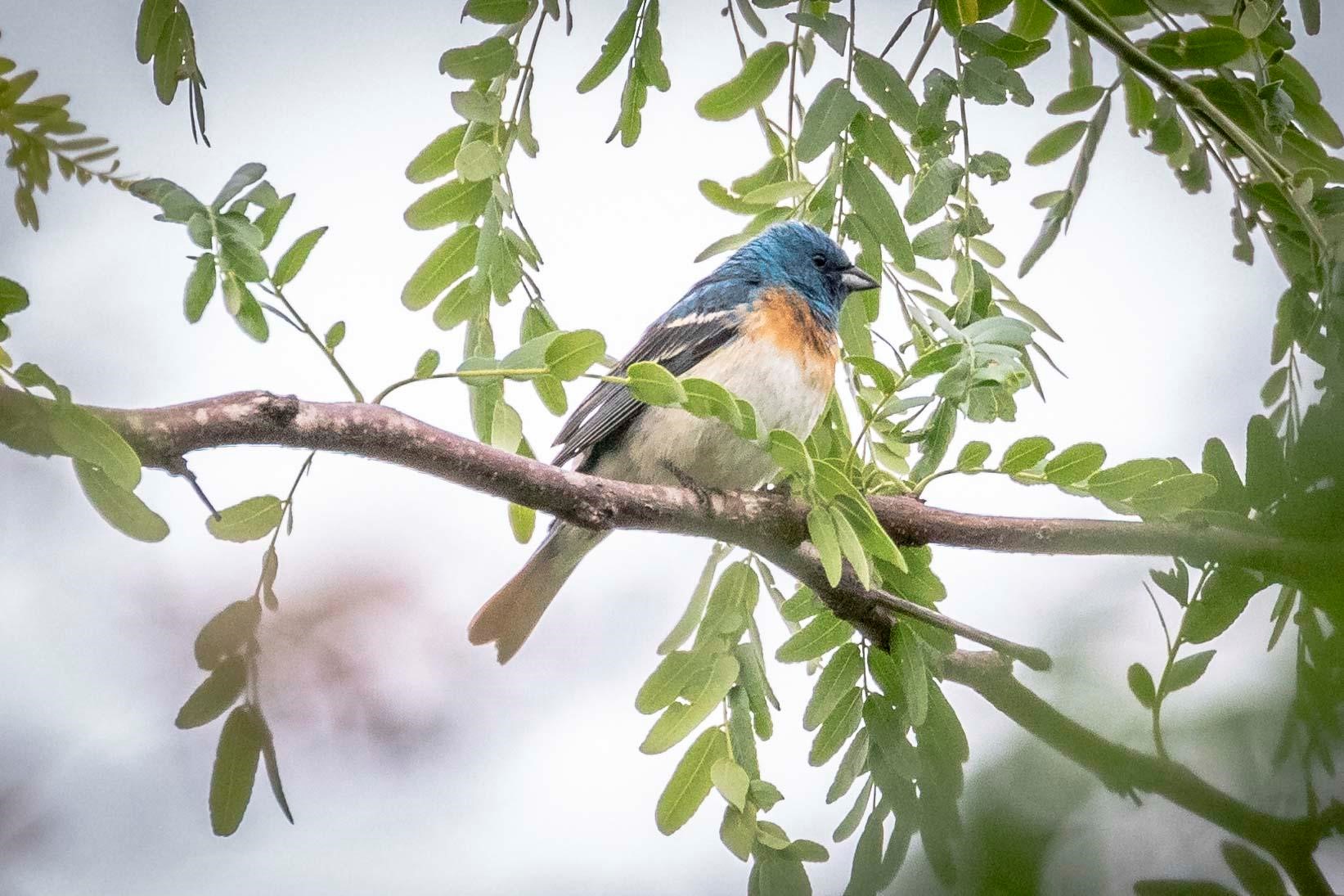 Lazuli Bunting Care Sheet - Birds Coo