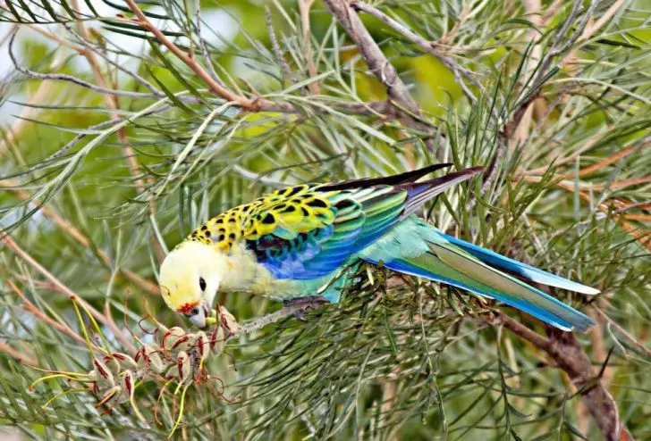 Pale-headed Rosella Care Sheet - Birds Coo