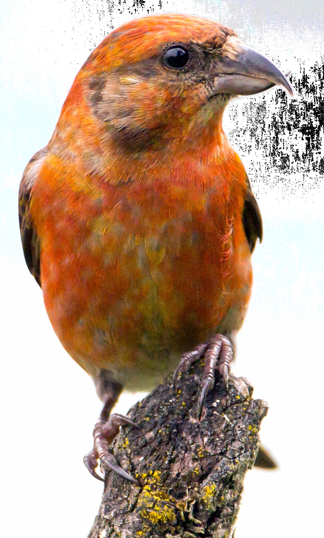 Red Crossbill Care Sheet - Birds Coo