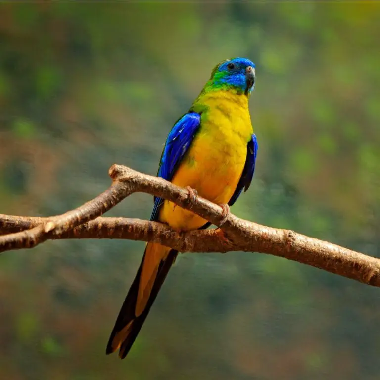 Turquoise Parrot Care Sheet - Birds Coo