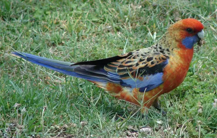 Crimson Rosella Care Sheet - Birds Coo