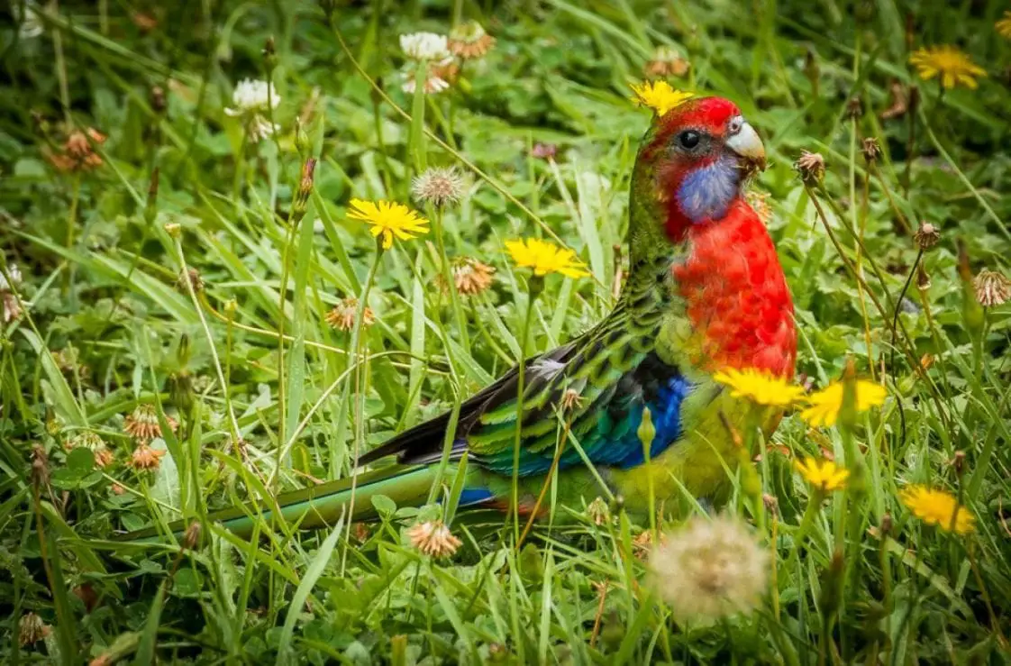 Eastern Rosella Care Sheet - Birds Coo