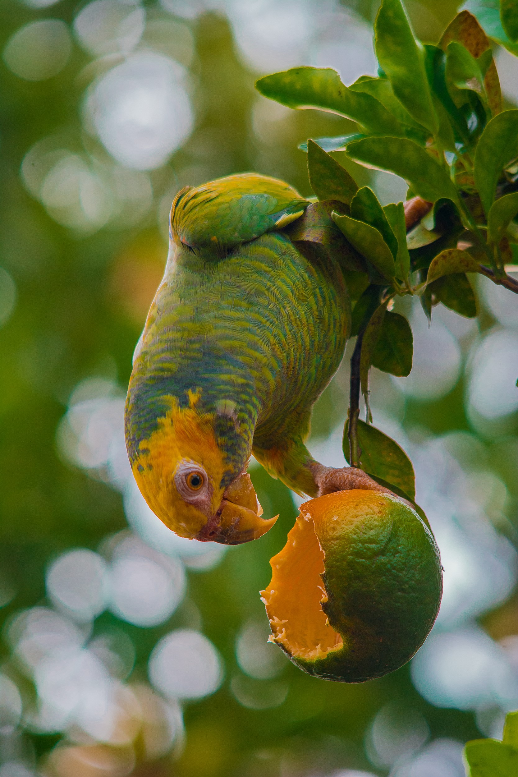 Yellow-Faced Parrotlet Care Sheet - Birds Coo