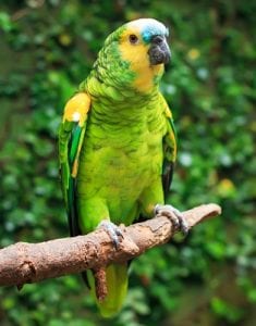 Blue-fronted Amazon Care Sheet - Birds Coo
