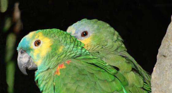 Blue-fronted Amazon Care Sheet - Birds Coo