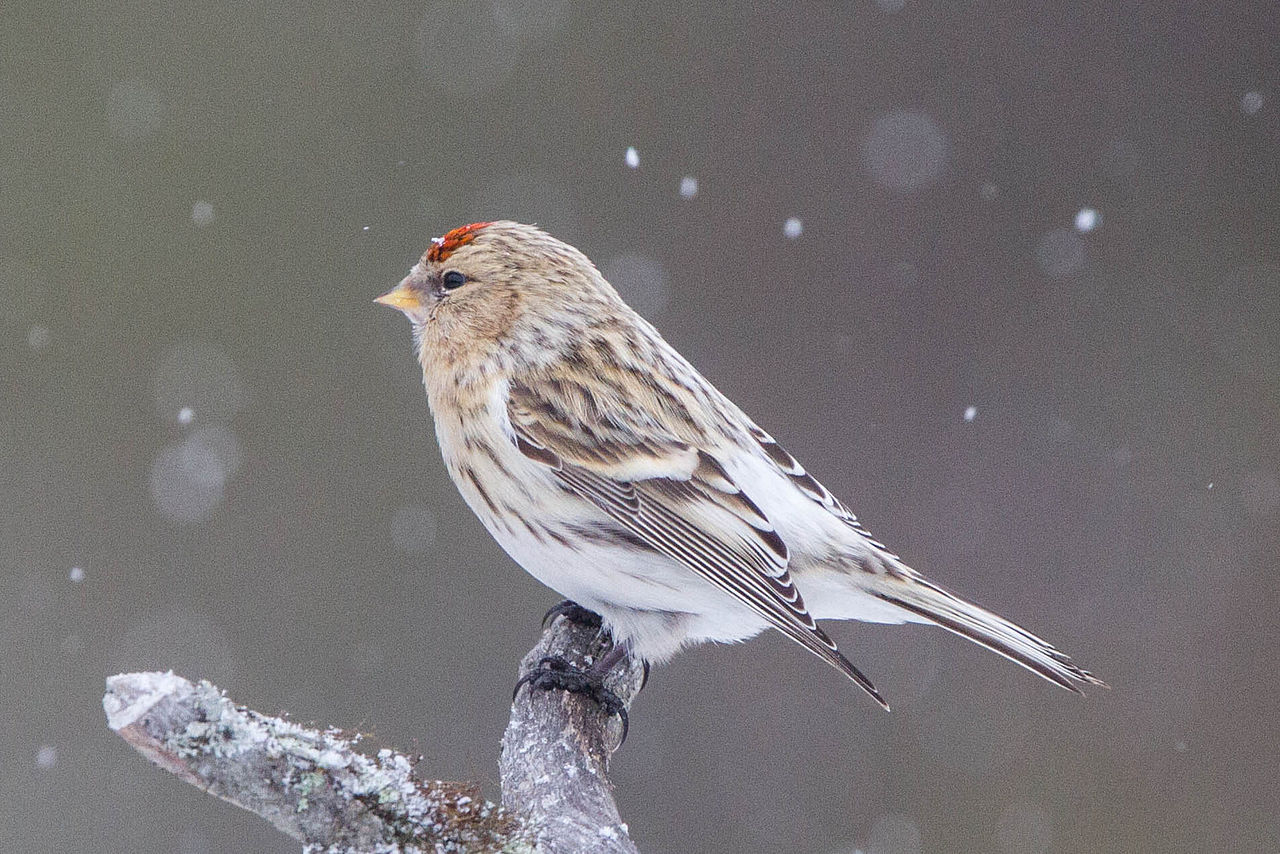 Arctic Redpoll Care Sheet - Birds Coo