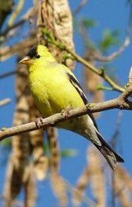 American Goldfinch Care Sheet - Birds Coo