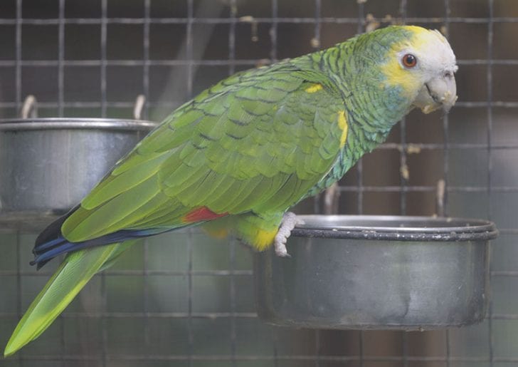 Yellow-shouldered Amazon Care Sheet - Birds Coo