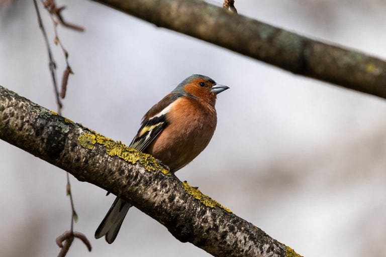 Common Chaffinch Care Sheet - Birds Coo