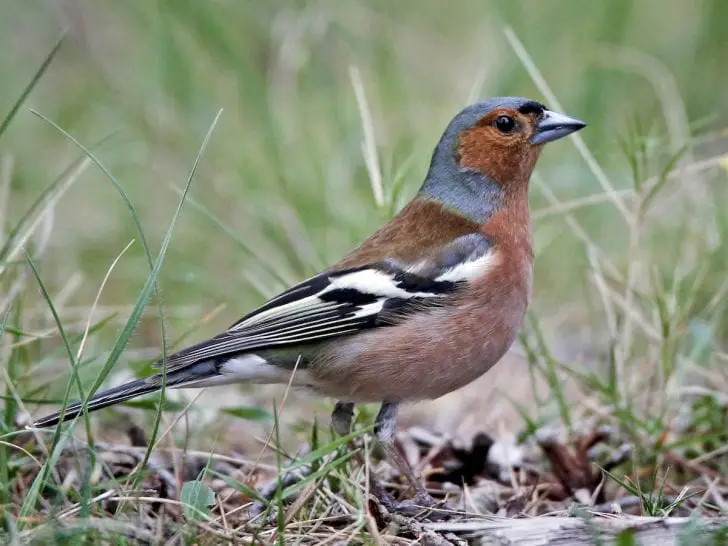 Common Chaffinch Care Sheet - Birds Coo