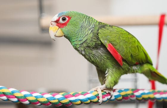 White-fronted Amazon Care Sheet - Birds Coo