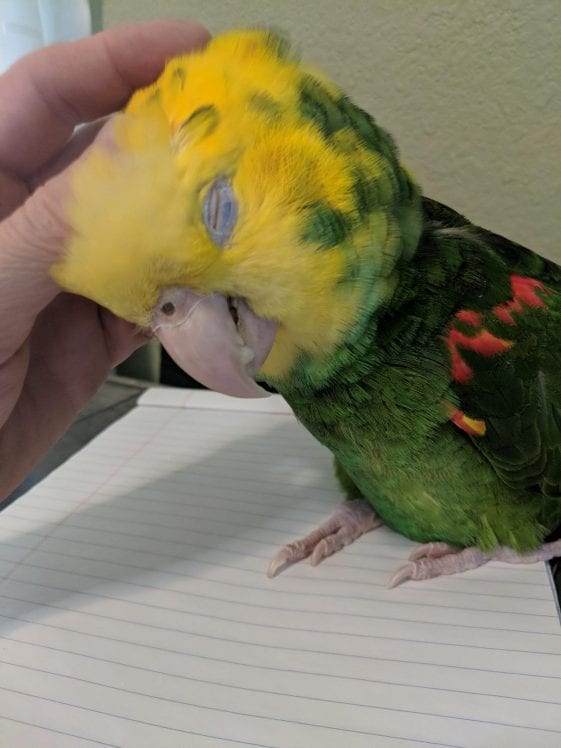 Yellow-headed Amazon Care Sheet - Birds Coo