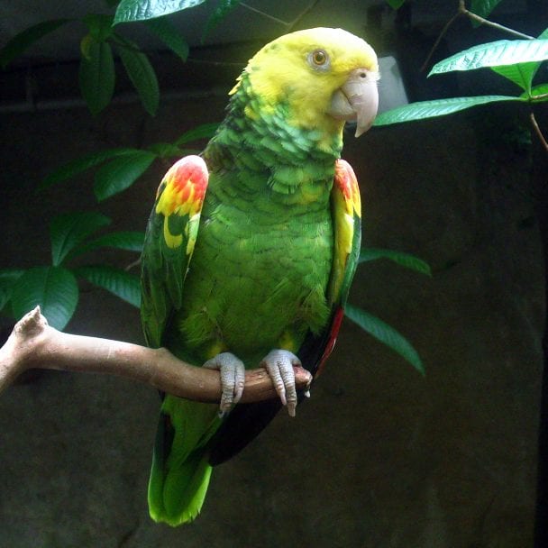 Yellow-headed Amazon Care Sheet - Birds Coo