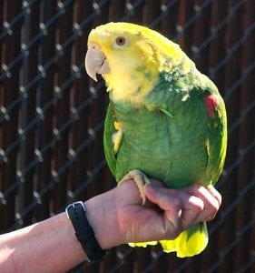 Yellow-headed Amazon Care Sheet - Birds Coo