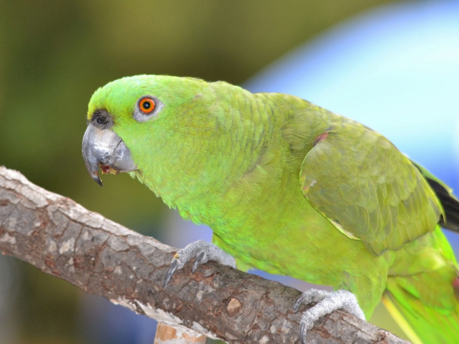 Yellow-naped Amazon Care Sheet - Birds Coo