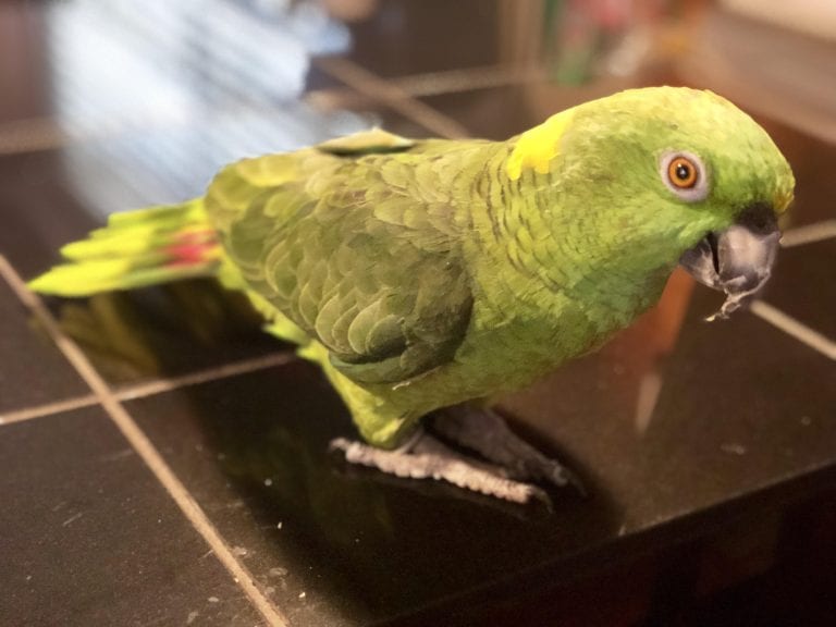 Yellow-naped Amazon Care Sheet - Birds Coo