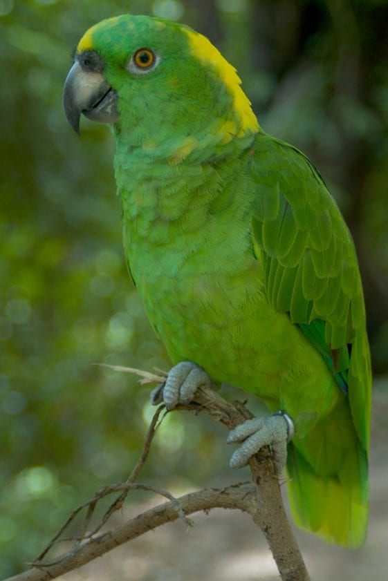 Yellow-naped Amazon Care Sheet - Birds Coo