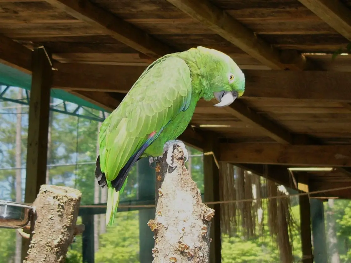 Yellow-naped Amazon Care Sheet - Birds Coo
