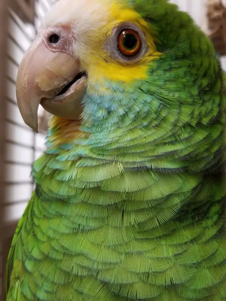 Yellow-shouldered Amazon Care Sheet - Birds Coo