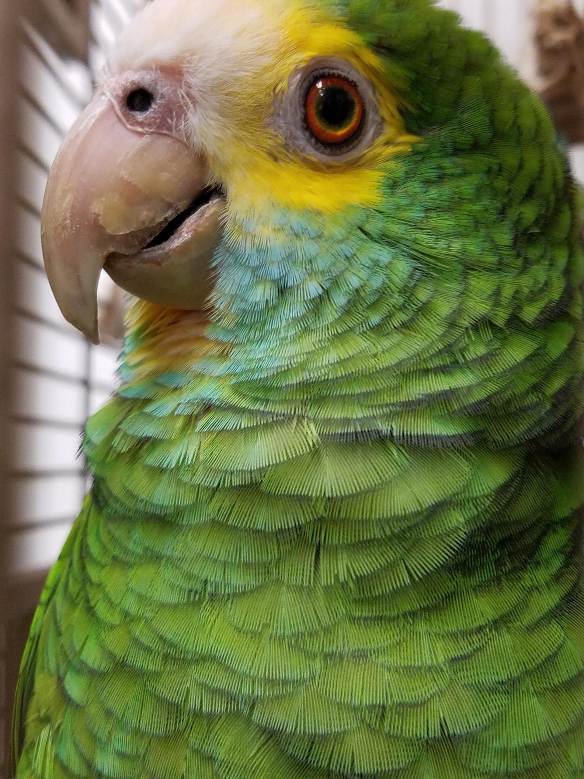 Yellow-shouldered Amazon Care Sheet - Birds Coo