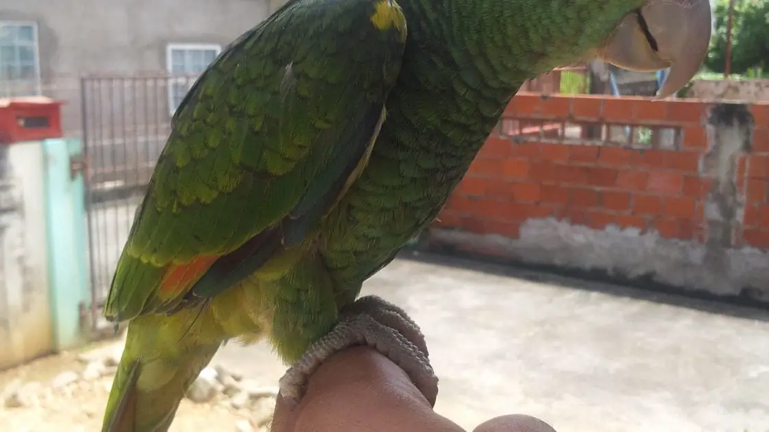Yellow-naped Amazon Care Sheet - Birds Coo