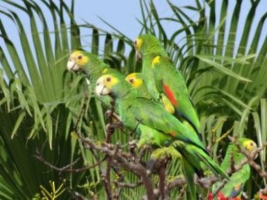 Yellow-shouldered Amazon Care Sheet - Birds Coo