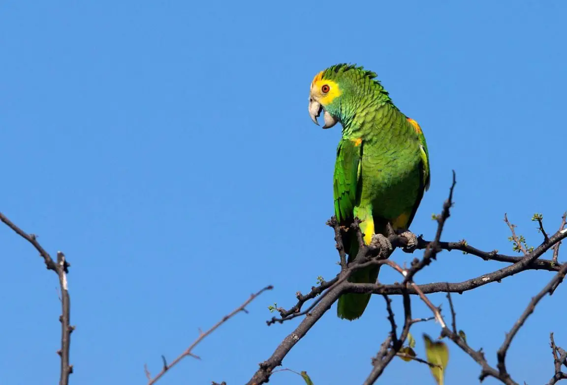 Yellow-shouldered Amazon Care Sheet - Birds Coo