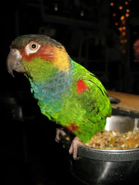 Blue-throated Conure Care Sheet - Birds Coo