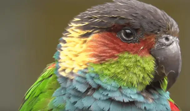Blue-throated Conure Care Sheet - Birds Coo