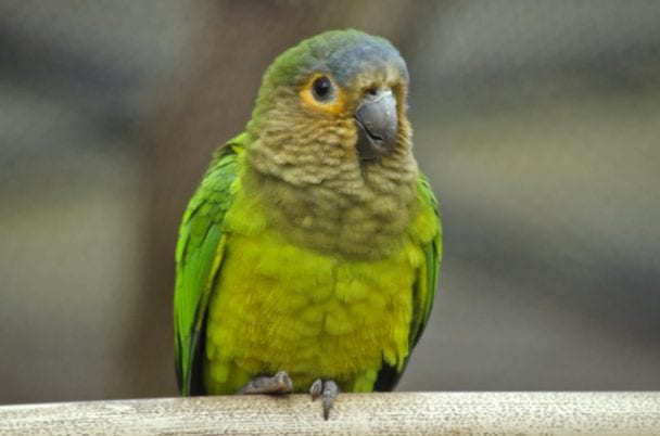 Brown-throated Conure Care Sheet - Birds Coo