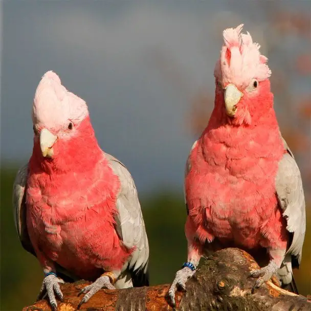 Galah Cockatoo Care Sheet - Birds Coo