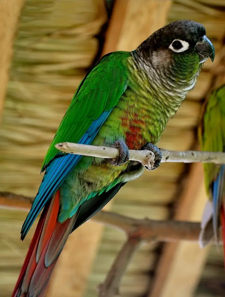 Green-Cheeked Conure Care Sheet - Birds Coo