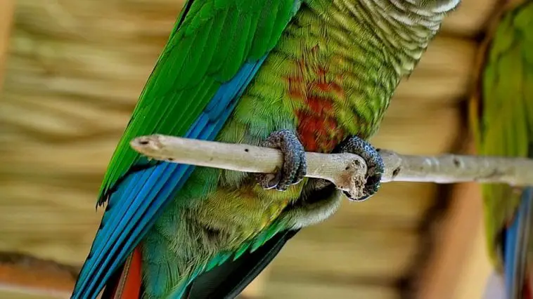 Sun Conure Care Sheet - Birds Coo