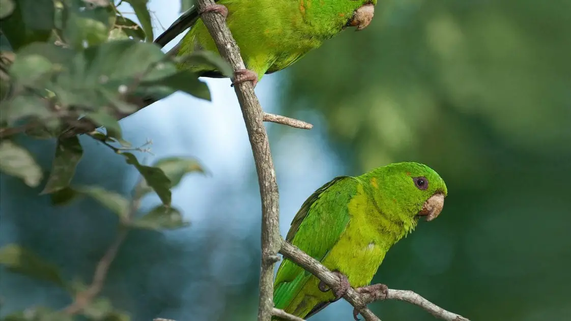 Green-Cheeked Conure Care Sheet - Birds Coo