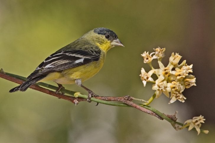 Lesser Goldfinch - Birds Coo