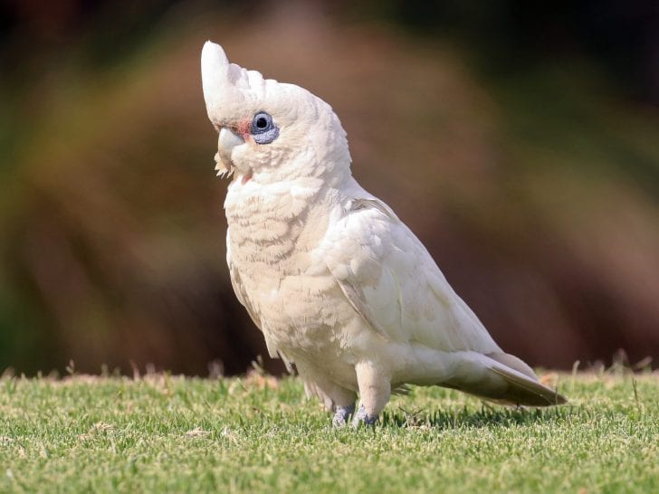 Little Corella Cockatoo Care Sheet - Birds Coo